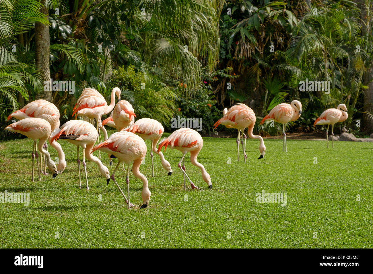 group of flamingos on meadow with palm tree background Stock Photo - Alamy