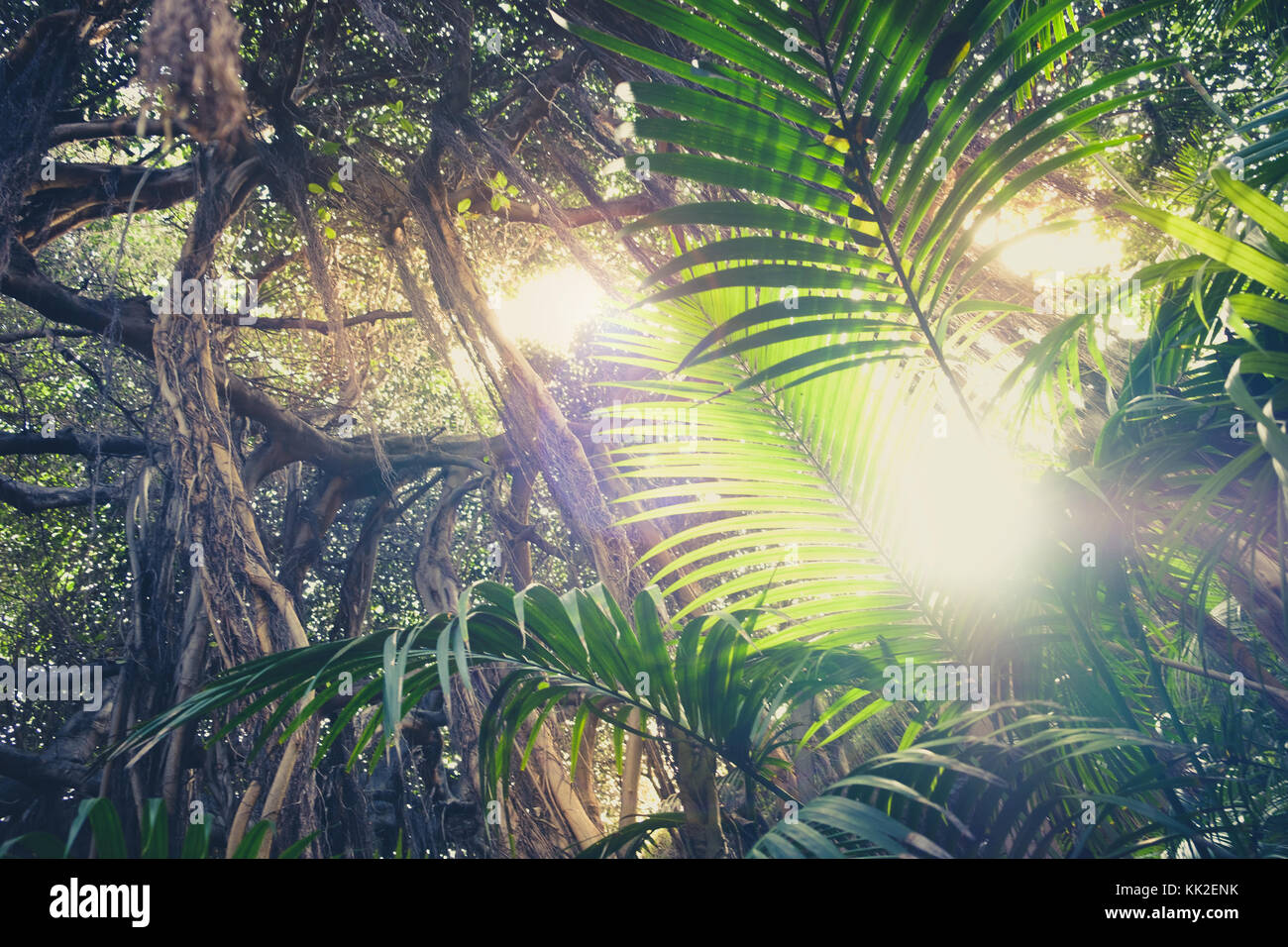 inside rainforest , looking up the trees in jungle Stock Photo - Alamy