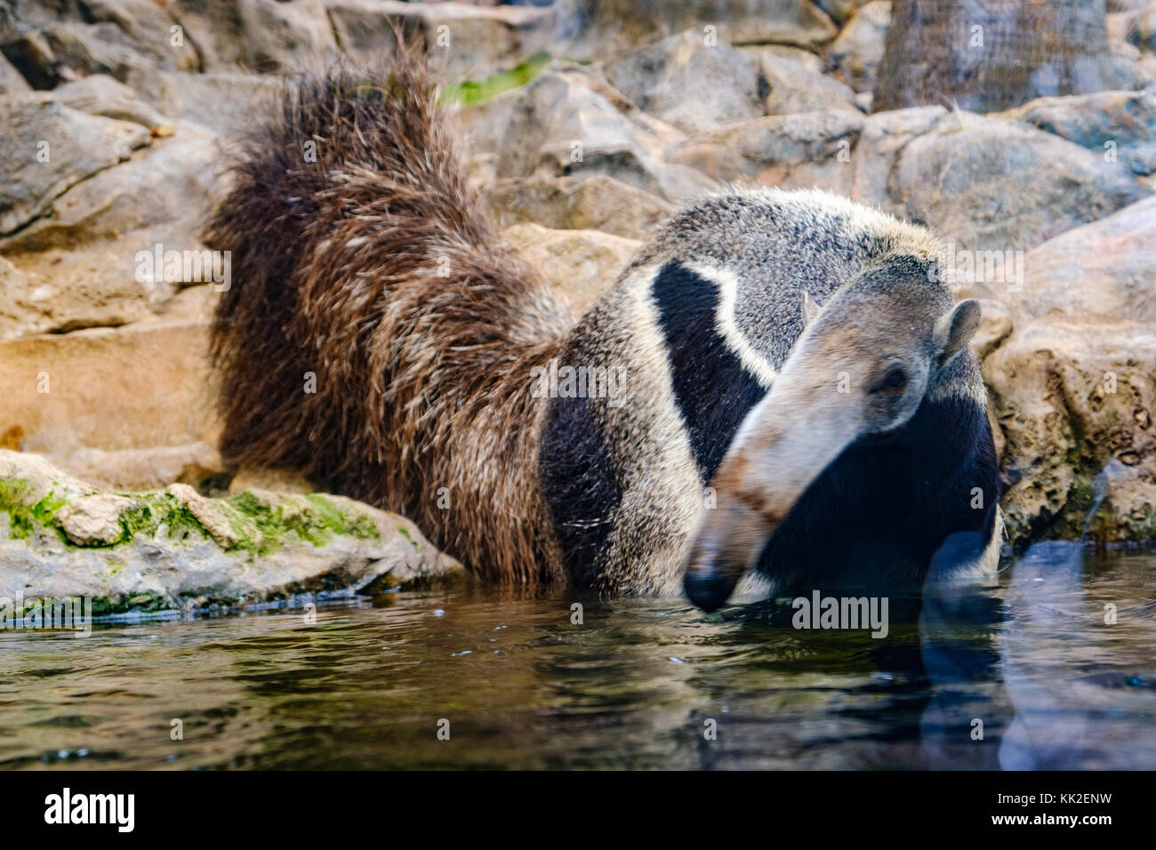 Ant drinking water hi-res stock photography and images - Alamy
