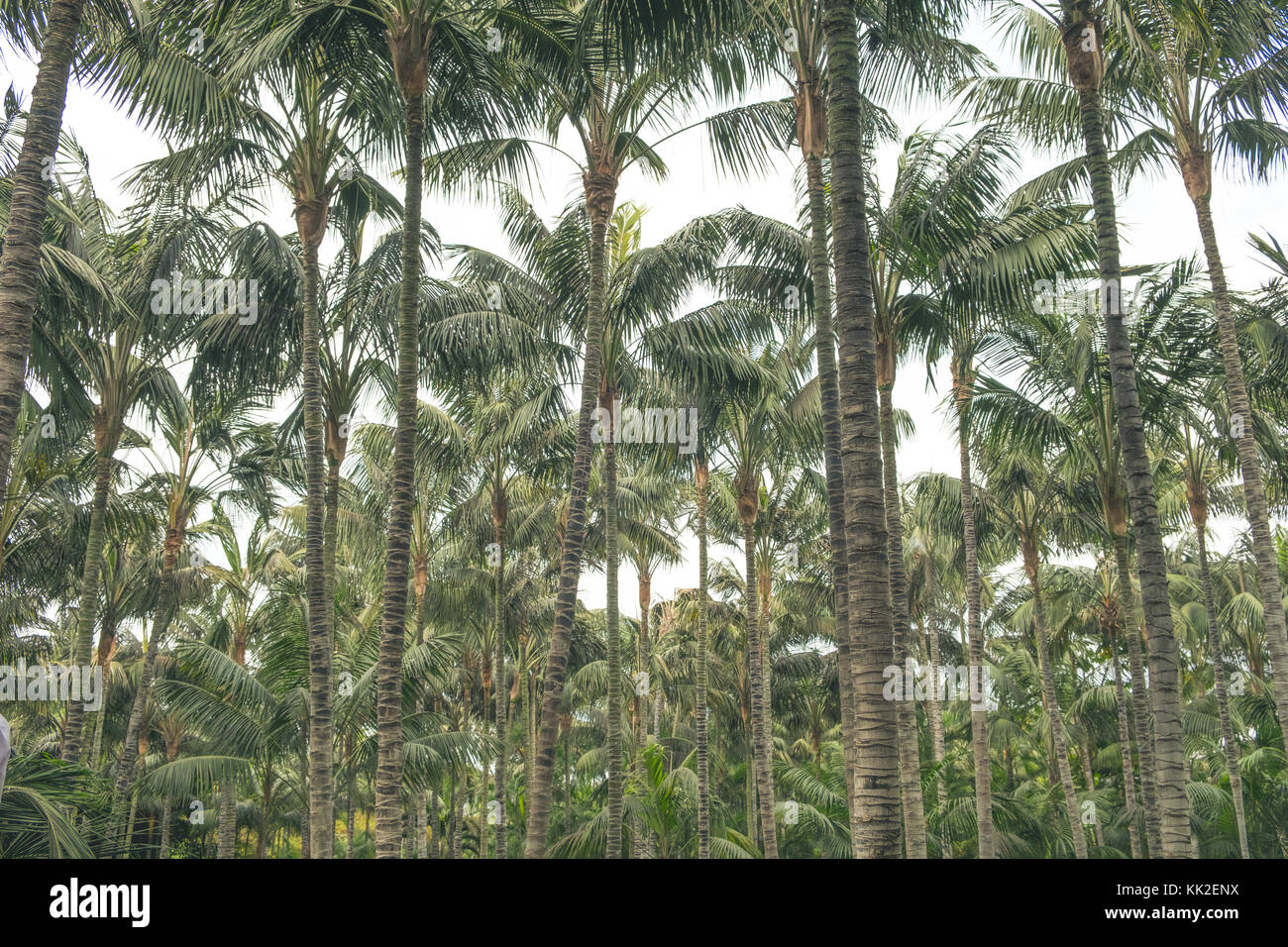 palm tree forest, coconut trees / treetops Stock Photo - Alamy