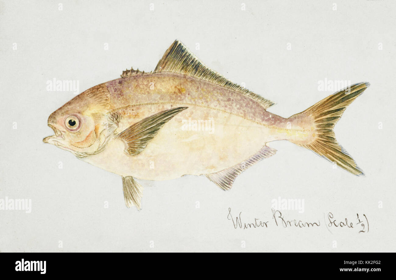 An illustration set by F.E. Clarke depicting fish species from the ...