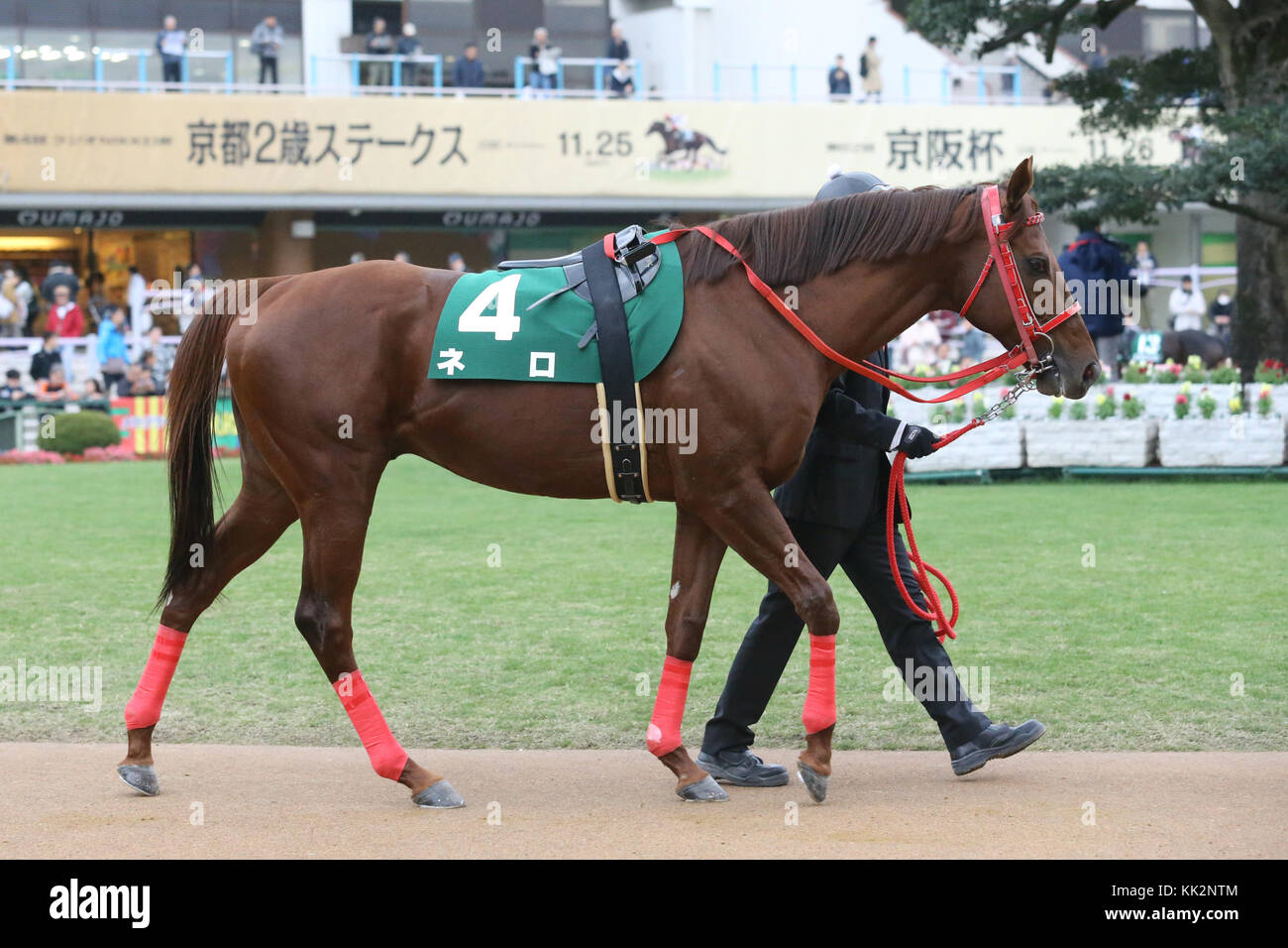 Kyoto, Japan. 26th Nov, 2017. Nero Horse Racing : Nero is led through ...