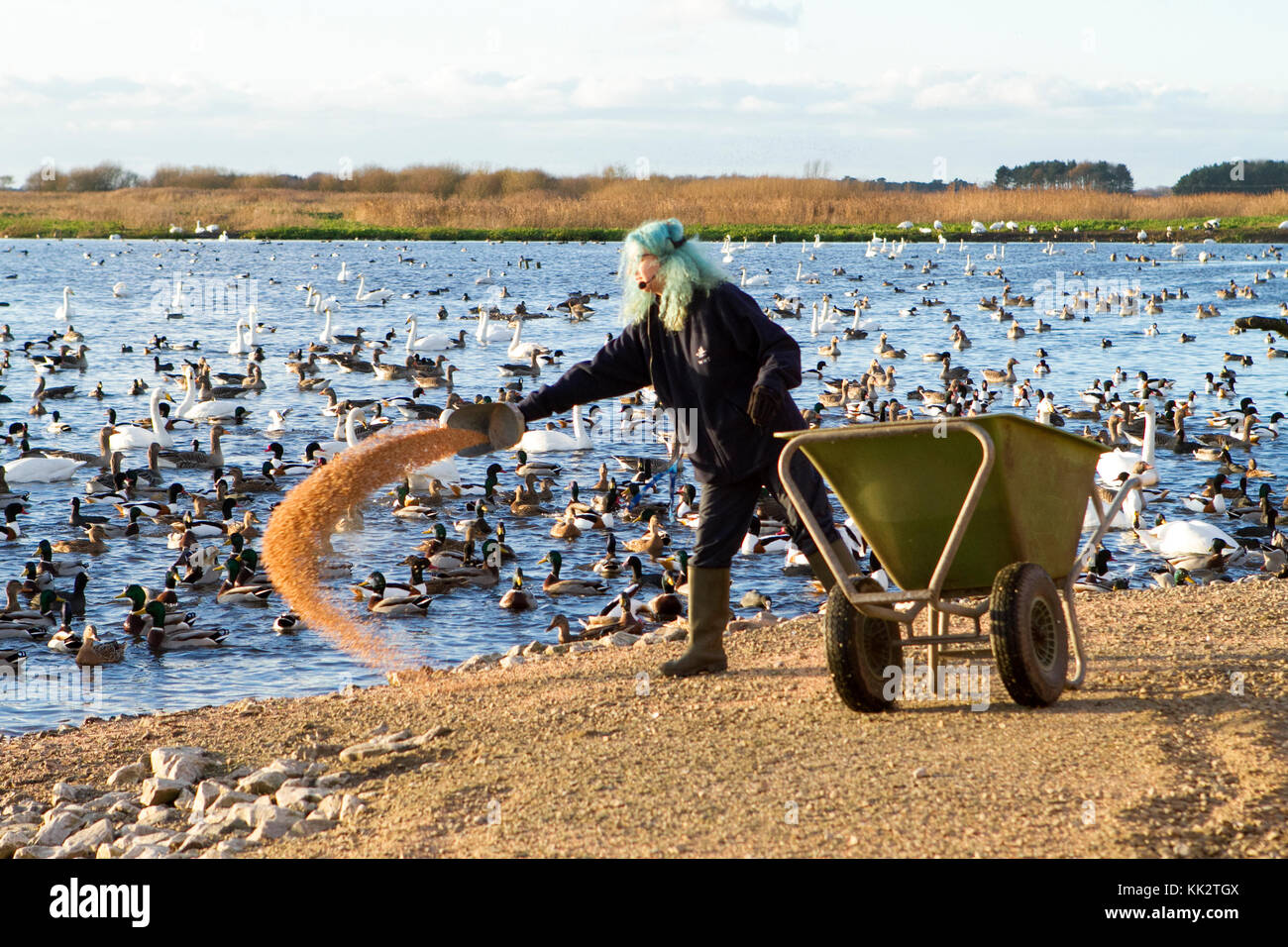 Wwt martin mere wetland centre hi-res stock photography and images - Alamy