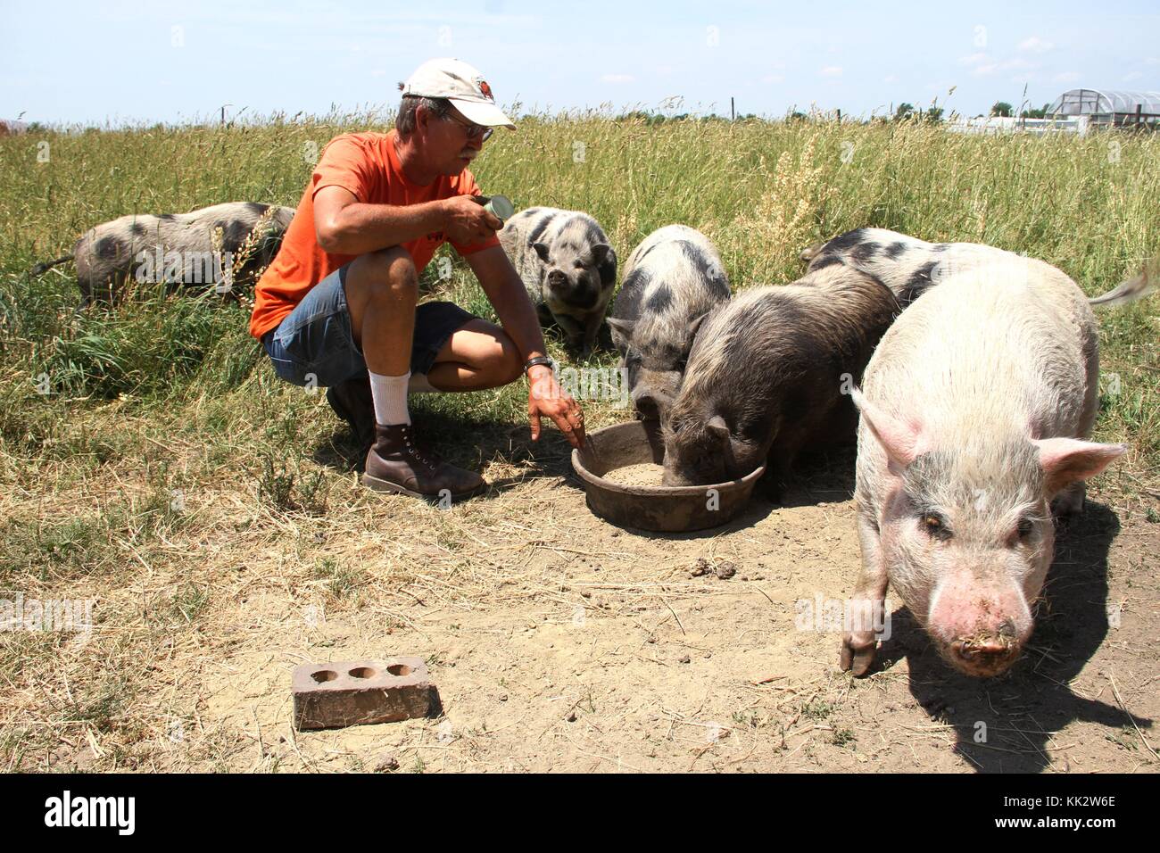 Alpha, Iowa, USA. 12th June, 2017. Bruce Curry feeds pigs that live on ...