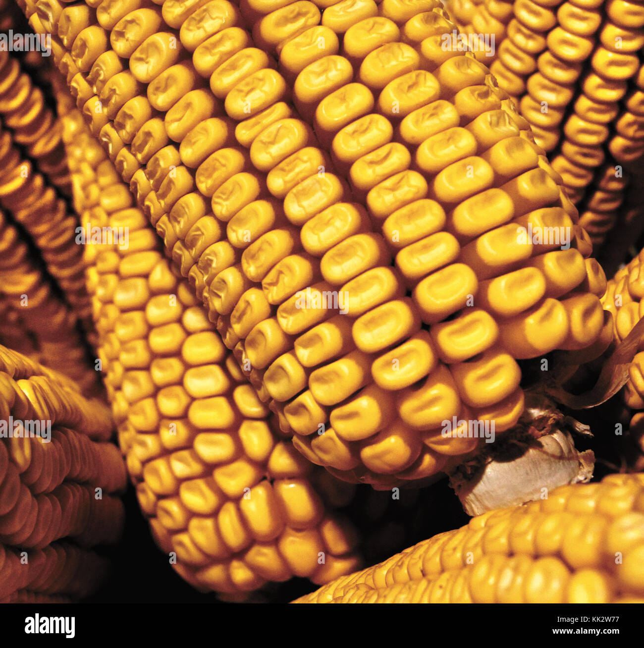 Rock Island, Iowa, USA. 16th Jan, 2011. Corn grown by Munson Hybrids ...