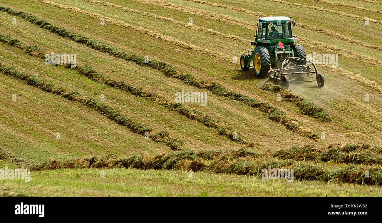 Le Claire, Iowa, USA. 19th Aug, 2004. Bill Schurr pulls a rake in his ...