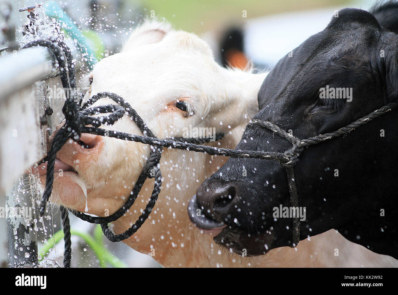 Cross bread cows hi-res stock photography and images - Alamy