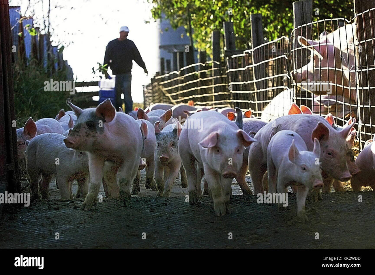 Iowa, USA. 25th Nov, 2017. Lee Friederichs drives pigs into a trailer ...