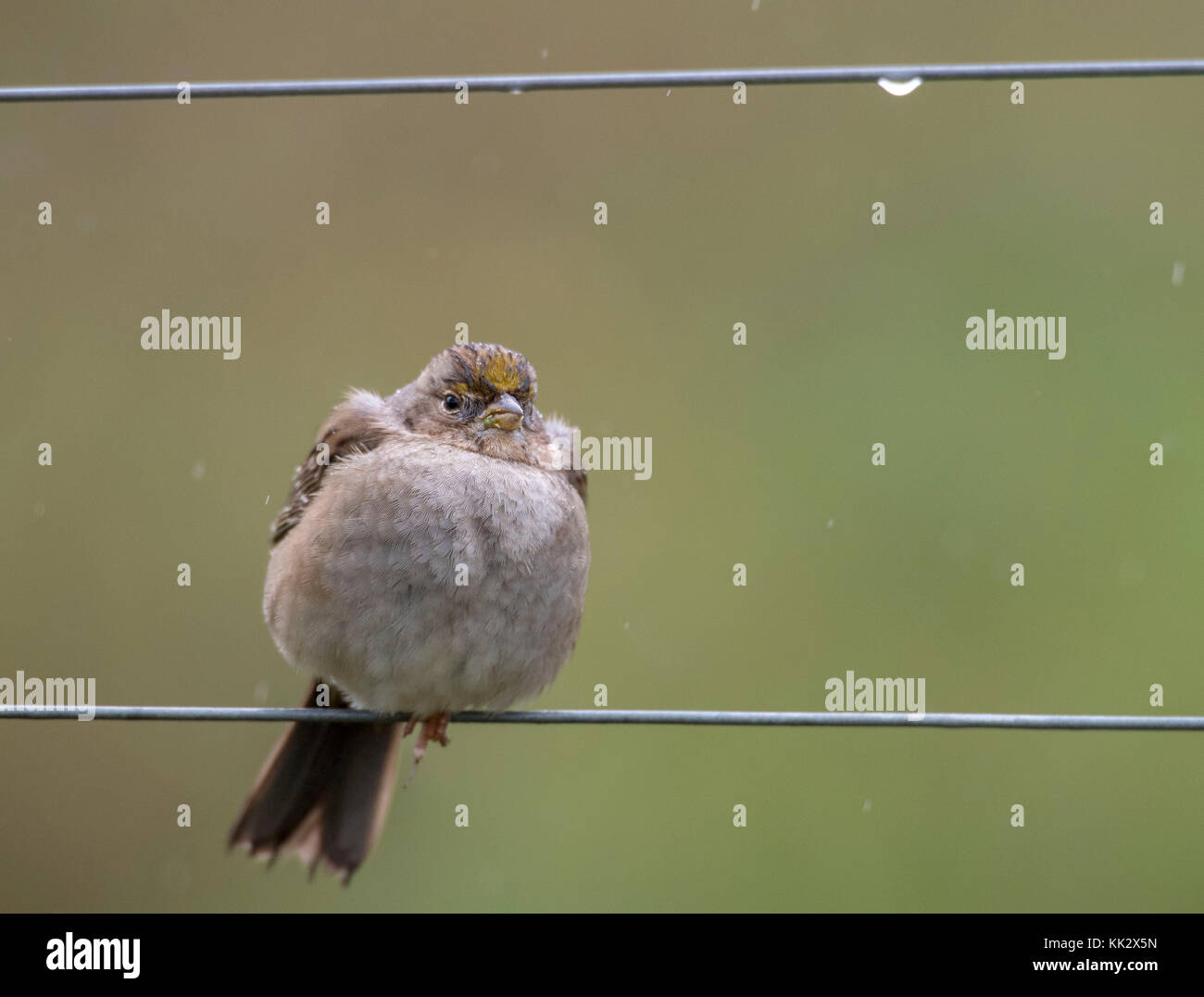 Puffs up feathers to trap warm air hi-res stock photography and images ...