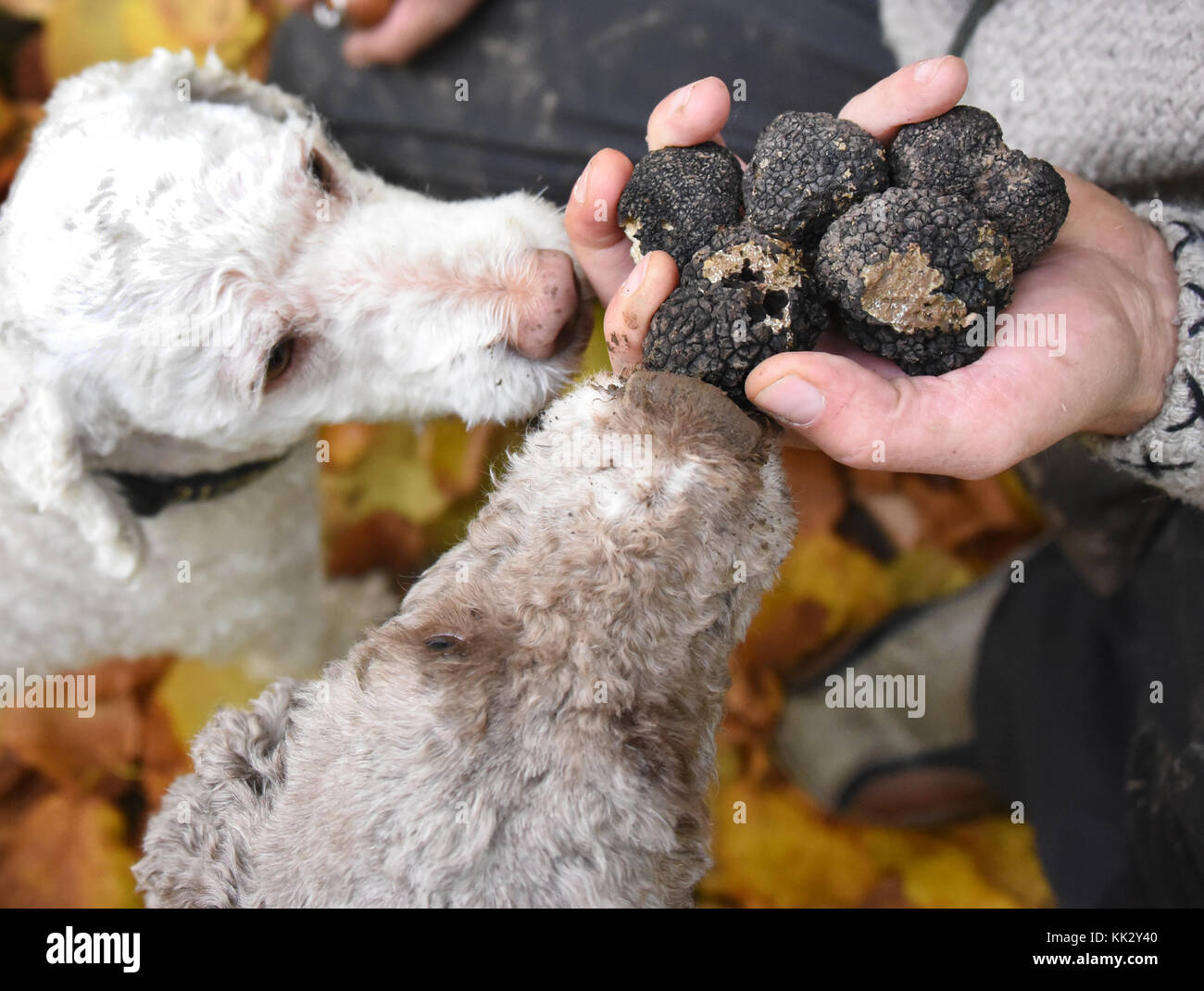 Gunter Kahlow, who is known as 'truffle-hunter', presents freshly ...