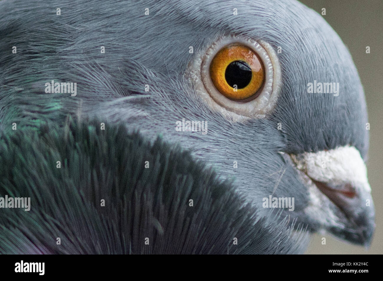 Owl pigeon hi-res stock photography and images - Alamy