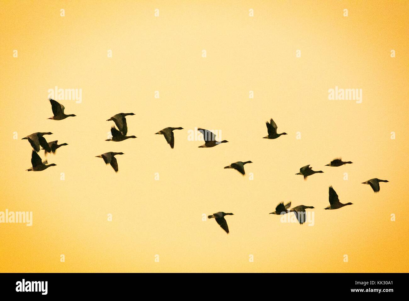 bird flying goose canada goose waterfowl geese fowl wings wildfowl ...