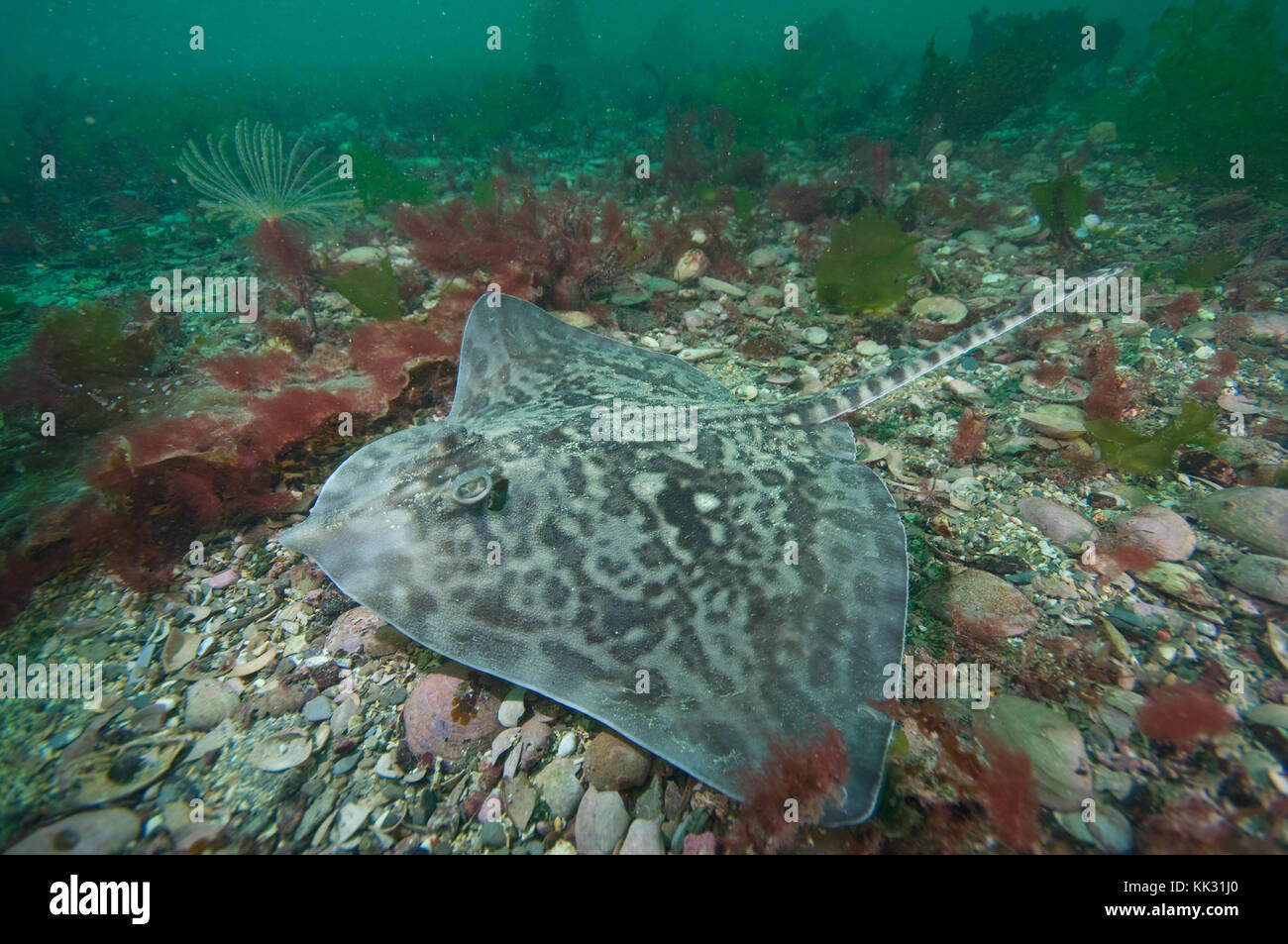 Thornback ray hunting shelfish in a river estuary in Cornwall Stock ...