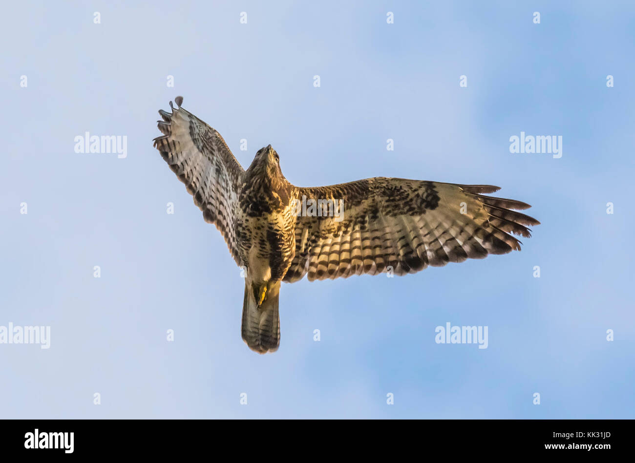 Buzzard stretched wings hi-res stock photography and images - Alamy