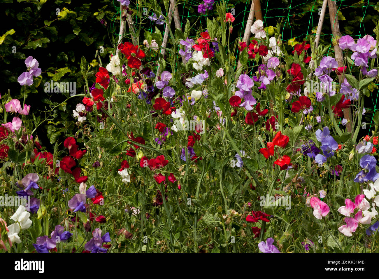 Sweet Pea flowers growing in a garden Stock Photo - Alamy
