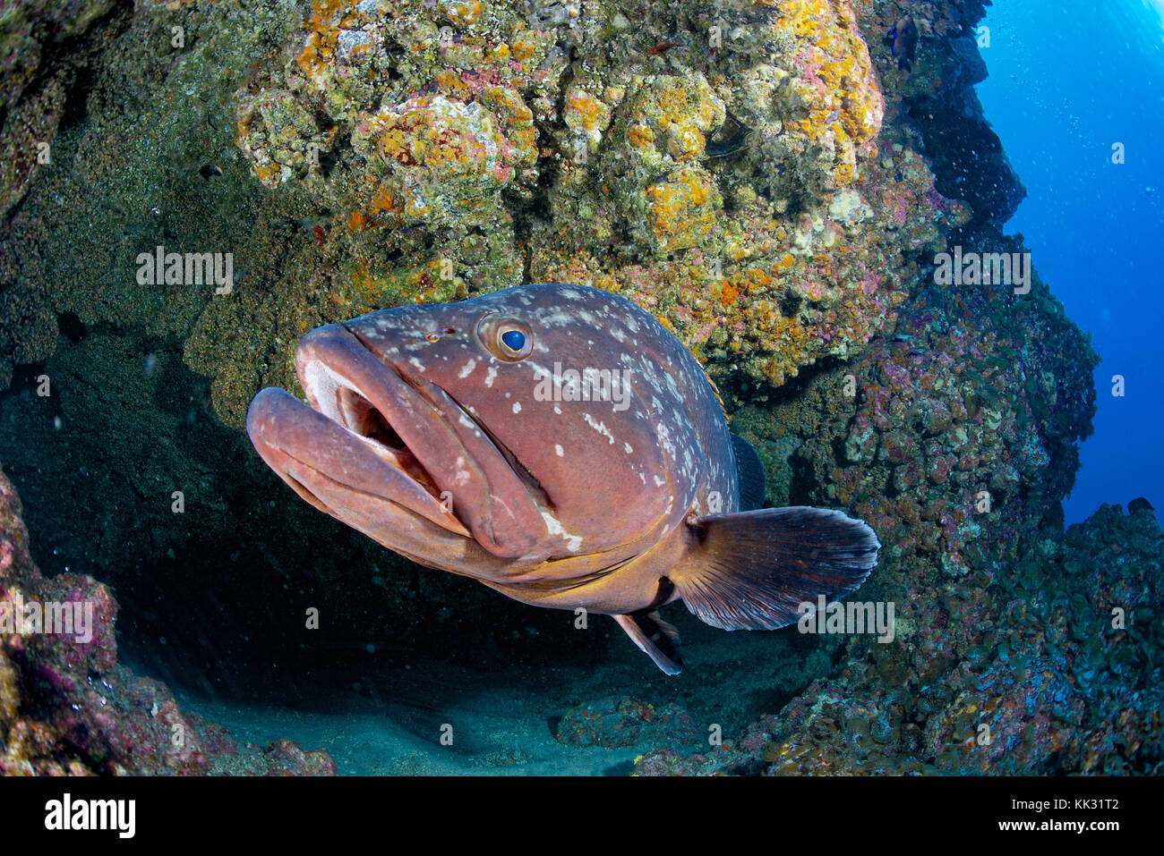 A huge male dusky grouper hovers on a rock ledge at a dive site called ...