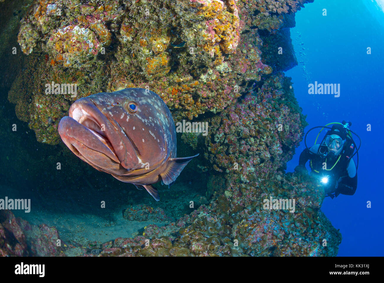 A huge male dusky grouper hovers on a rock ledge at a dive site called ...