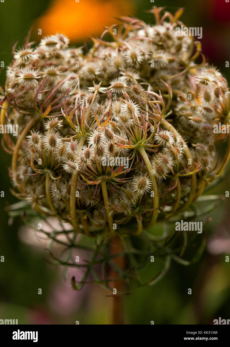 Shut bud hi-res stock photography and images - Alamy