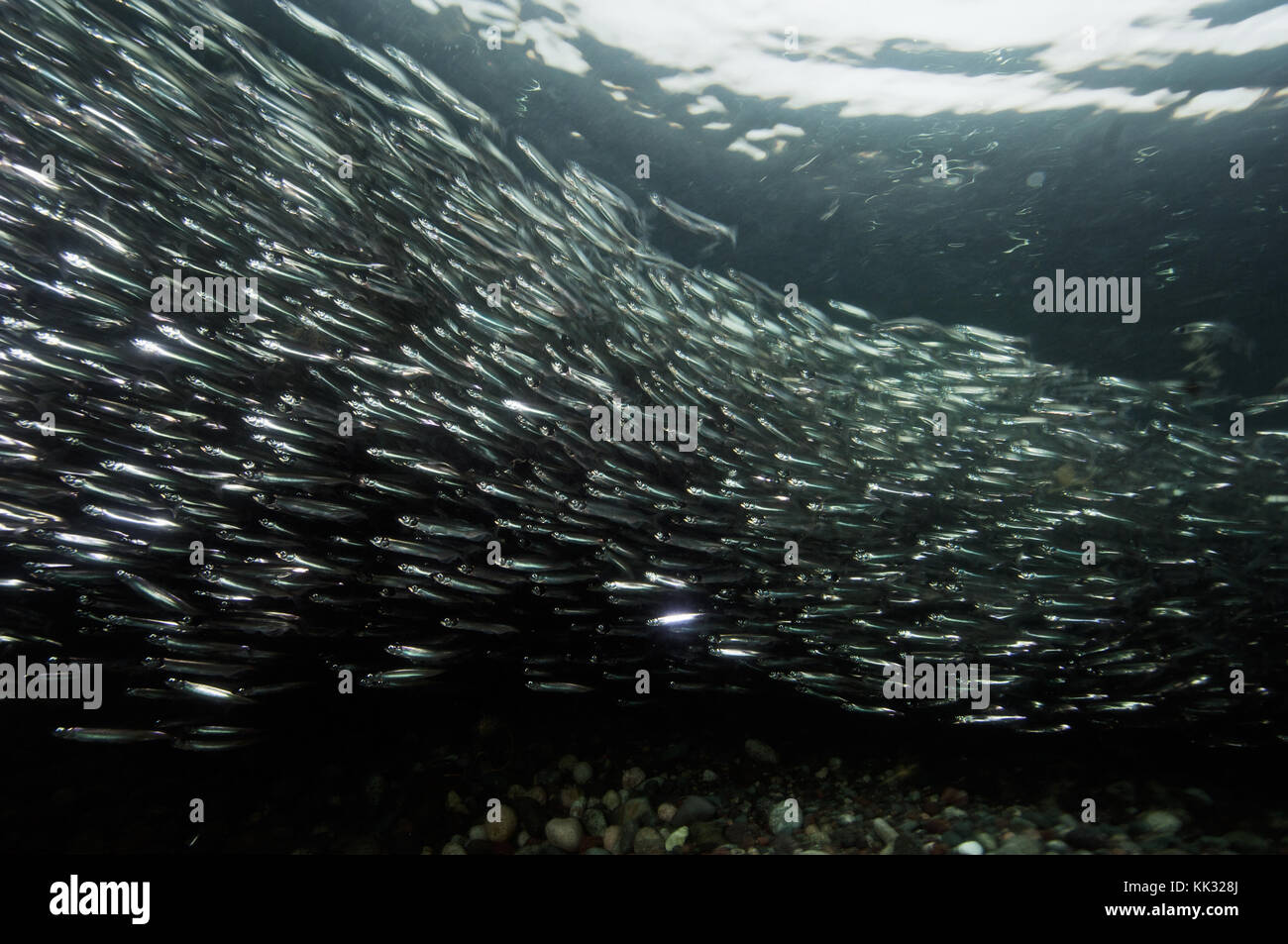 A shoal of capelin/caplin gathering in shallow water before they breed ...