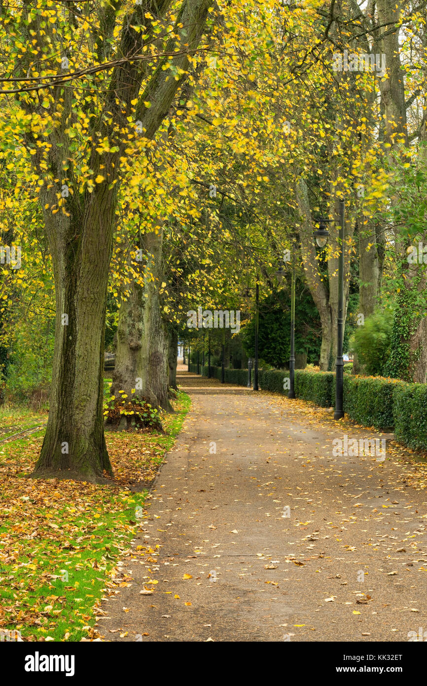 Autumn Trees in Hall Leys Park Matlock Derbyshire Stock Photo - Alamy