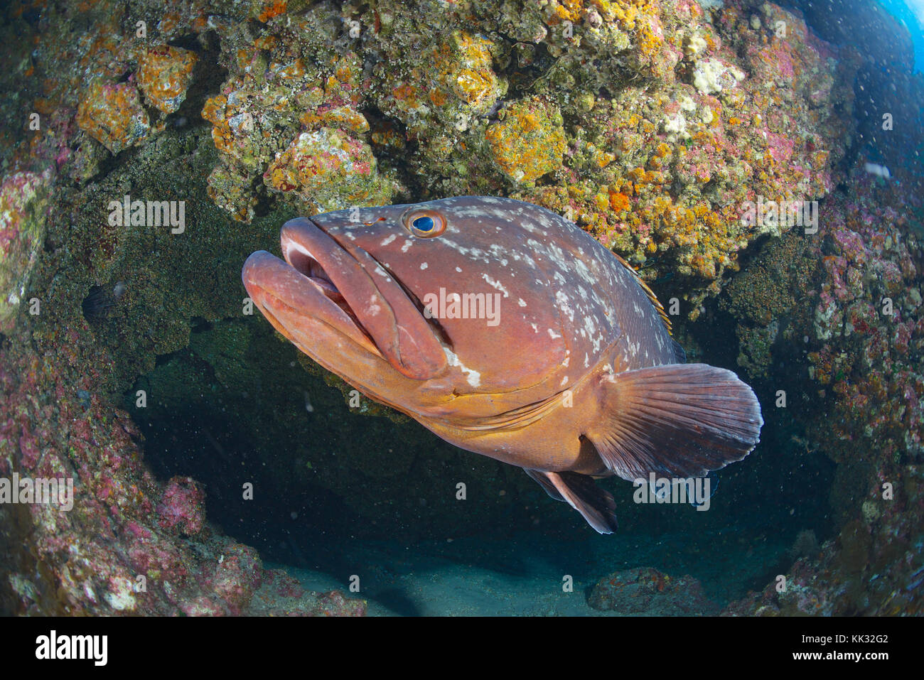 Underwater ledge hi-res stock photography and images - Alamy