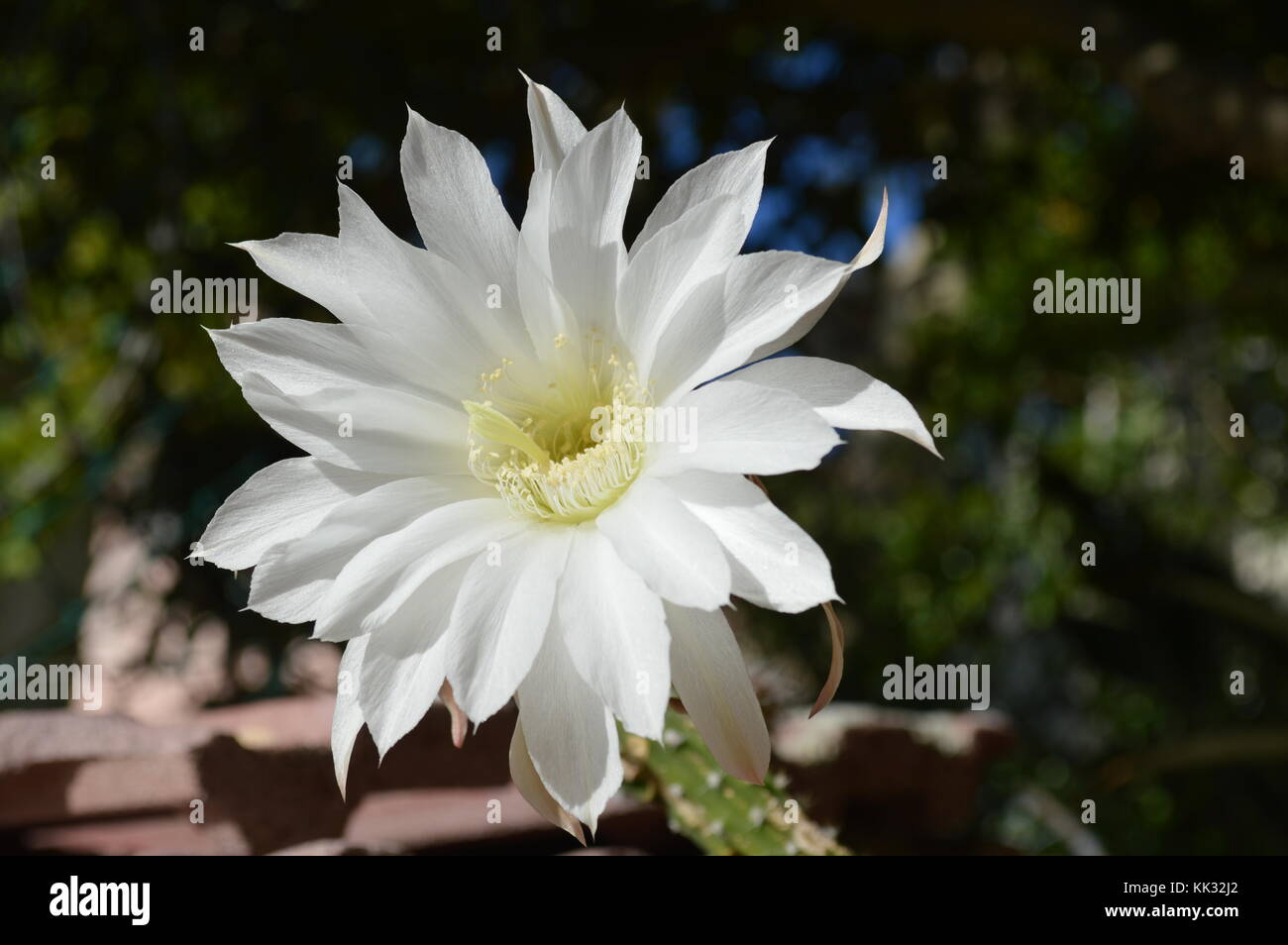 A cactus flower blooming in a local garden in Cape Town, South Africa ...