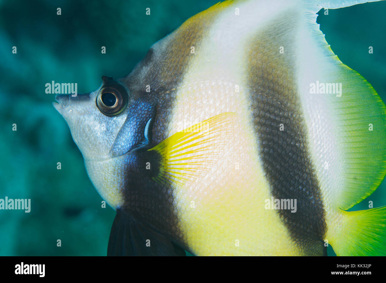 A bannerfish portrait Stock Photo - Alamy