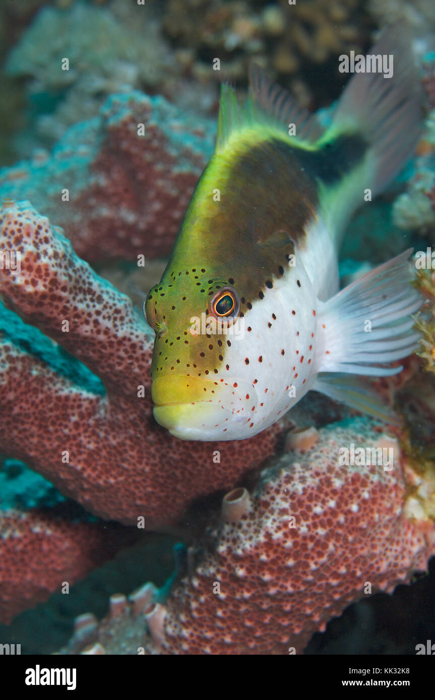 spotted hawkfish portrait Stock Photo - Alamy