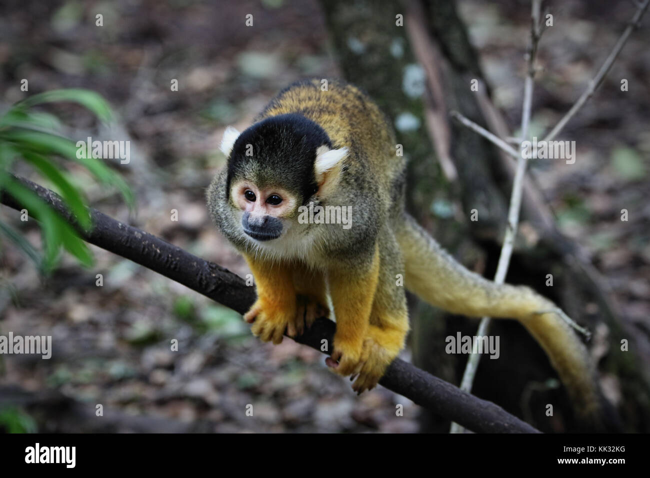 Black-capped squirrel monkey, South Africa Stock Photo - Alamy