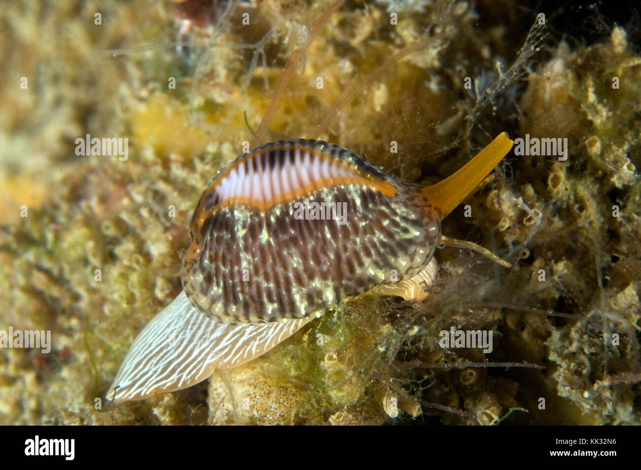 Snail mantle uk hi-res stock photography and images - Alamy