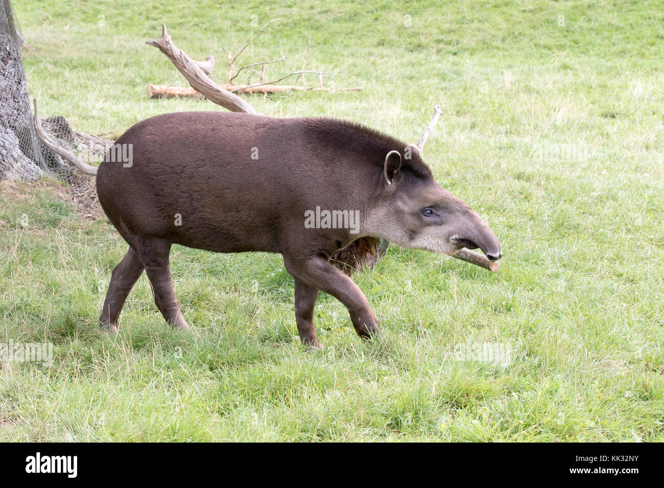 American Tapir High Resolution Stock Photography and Images - Alamy