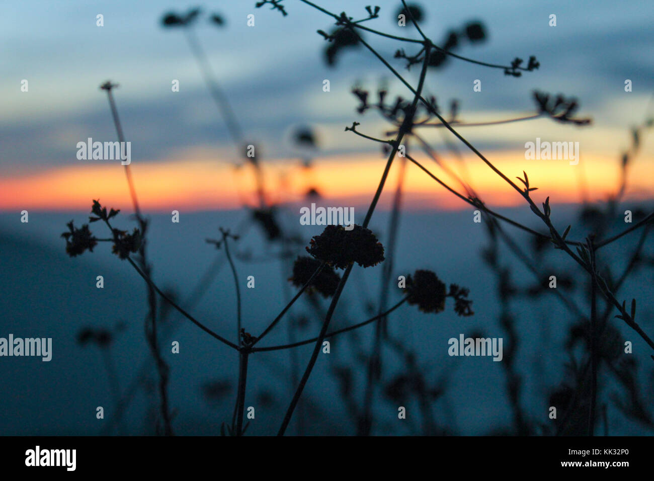 Photos of flowers with the beautiful southern California sunset in the ...