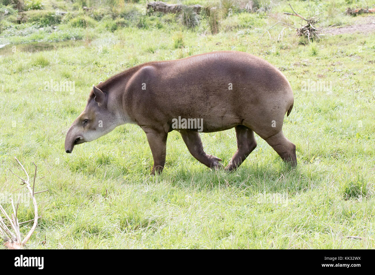 Amazon Rainforest Animals High Resolution Stock Photography and Images ...
