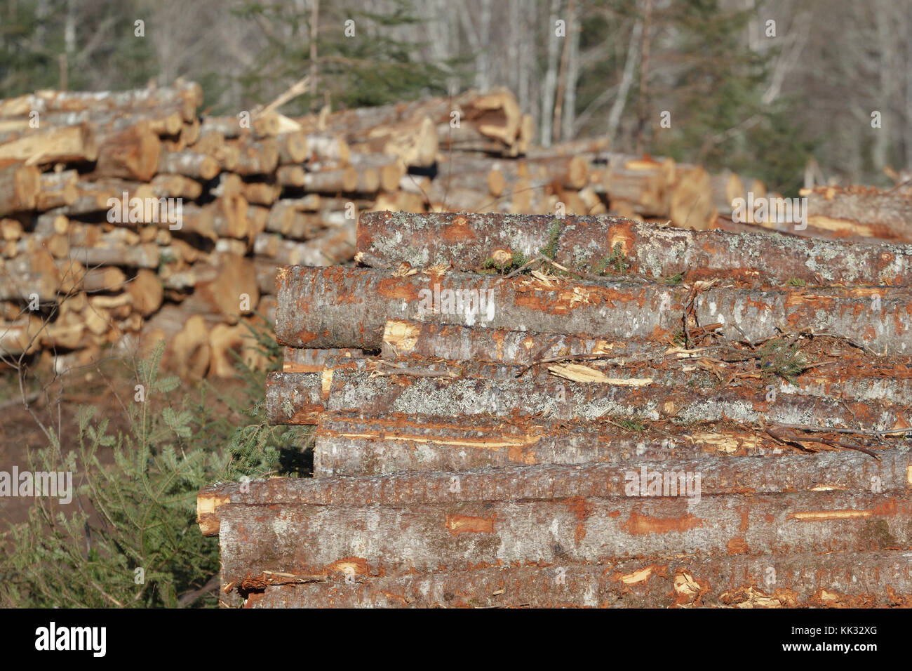Closeup view of log pile in forested area Stock Photo - Alamy