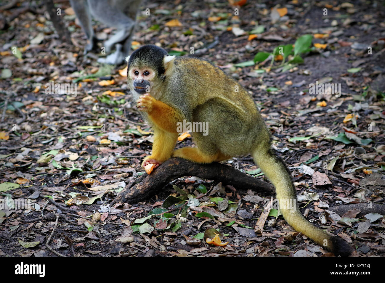 Black-capped squirrel monkey, South Africa Stock Photo - Alamy
