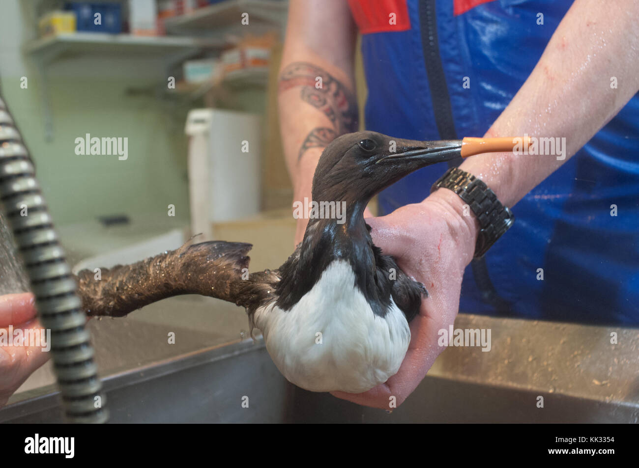 Guillimot - Uria aalge - being cleaned at RSPCA animal rescue centre ...