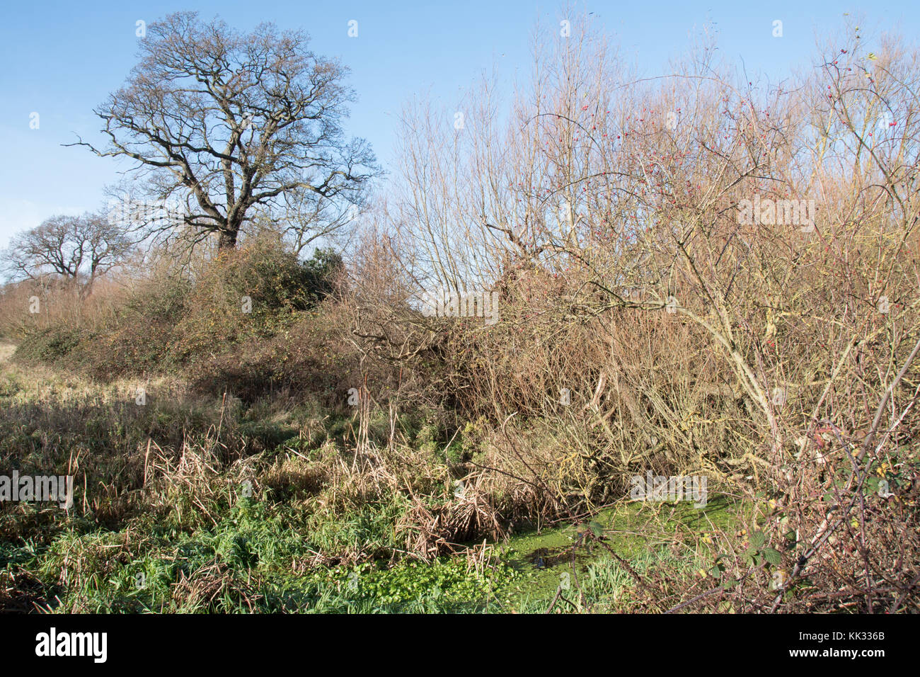 The weed-clogged Colne Brook, Iver Heath Stock Photo - Alamy