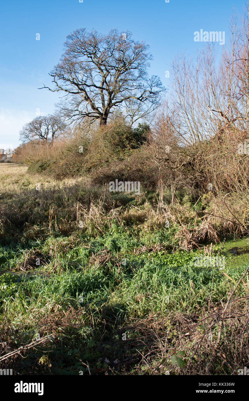 The weed-clogged Colne Brook, Iver Heath Stock Photo - Alamy