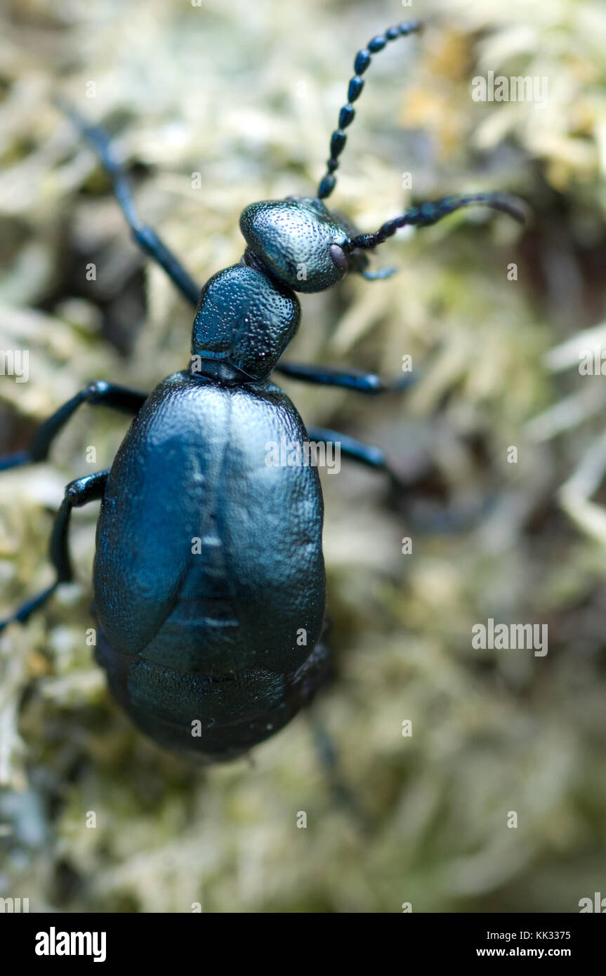 Violet oil beetle hi-res stock photography and images - Alamy