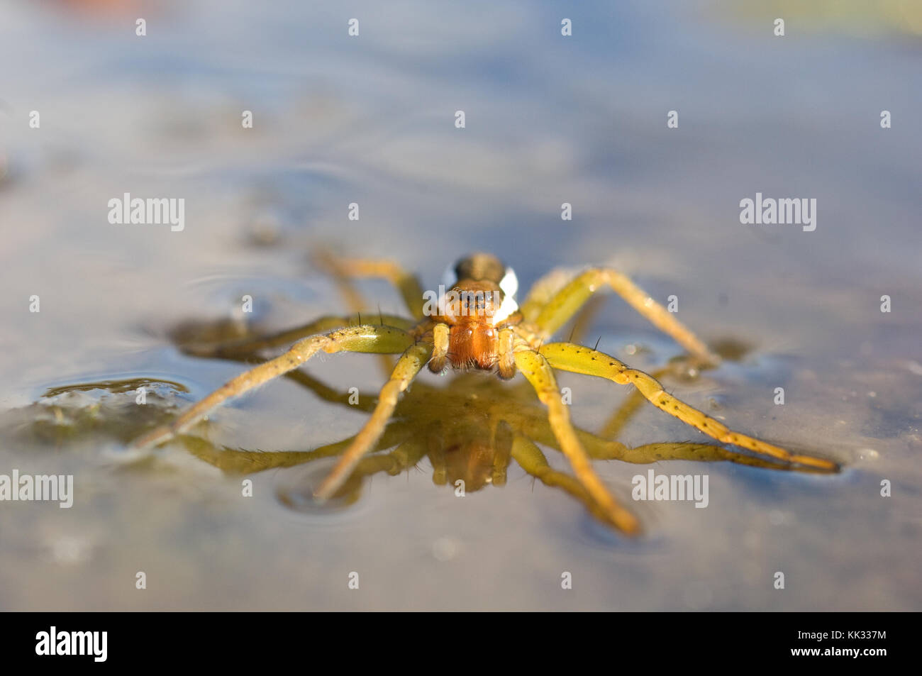 Endangered british wildlife hi-res stock photography and images - Alamy