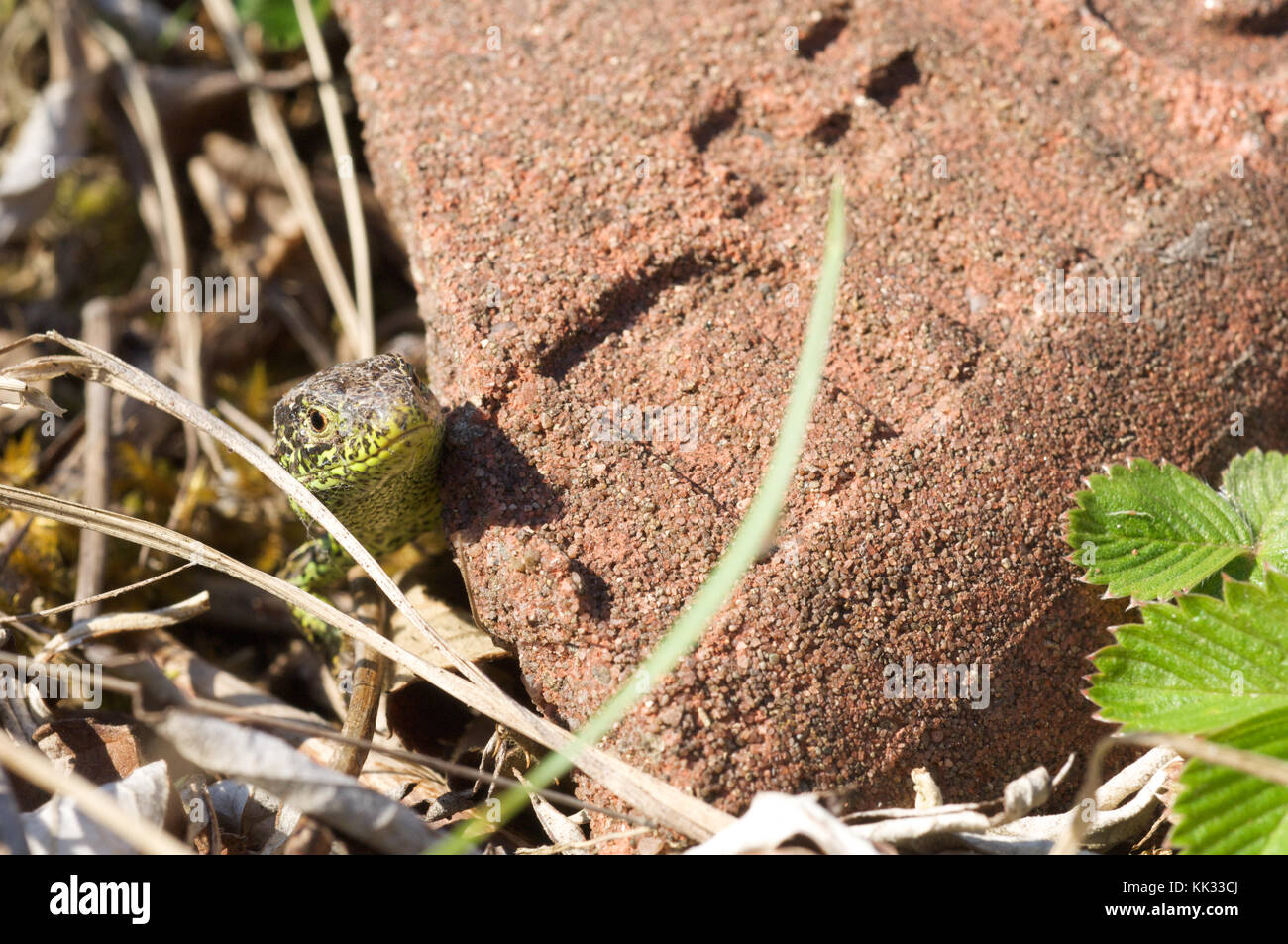 Male sand lizard (Lacerta agilis) basking in spring sun Stock Photo - Alamy