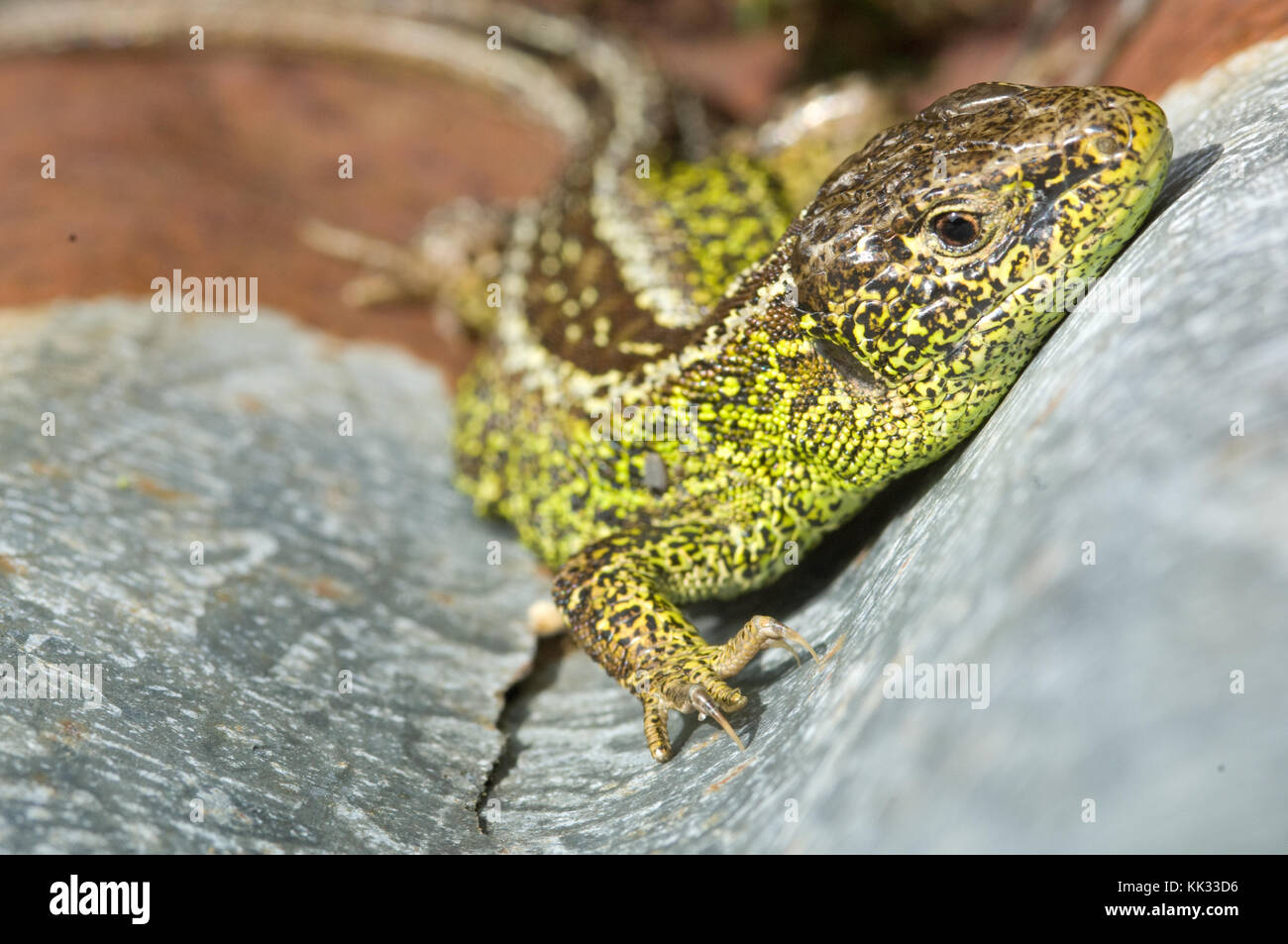 Male sand lizard (Lacerta agilis) basking in spring sun Stock Photo - Alamy
