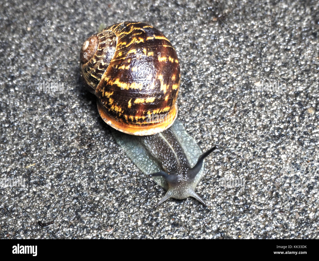Land snail winter hi-res stock photography and images - Alamy