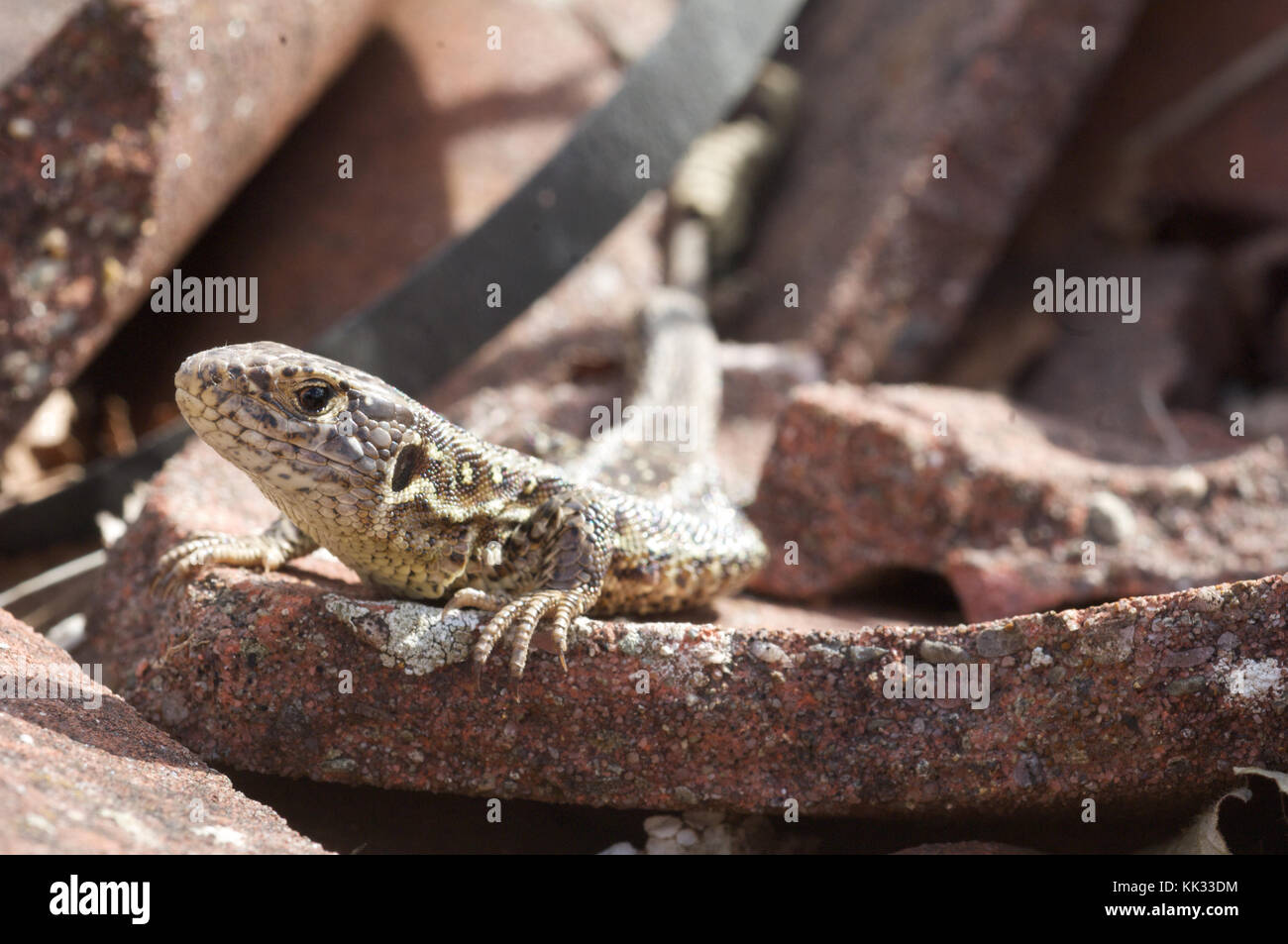 Female sand lizard (Lacerta agilis) basking in spring sun Stock Photo ...