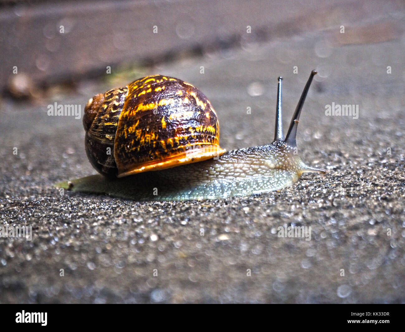 Snail on tour hi-res stock photography and images - Alamy