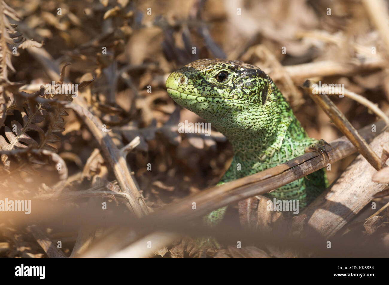 Male sand lizard (Lacerta agilis) basking in spring sun Stock Photo - Alamy