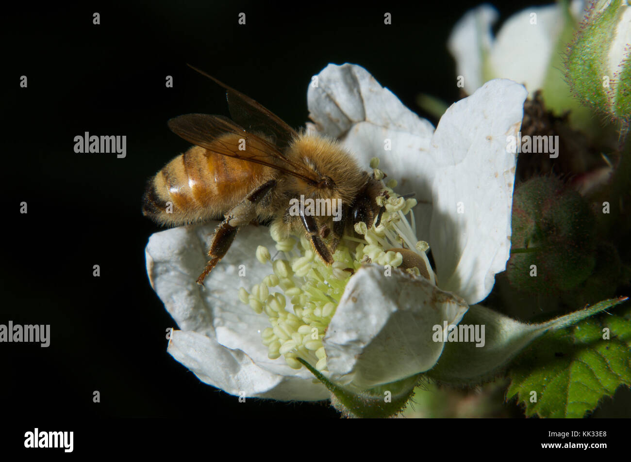 Queen bee uk hi-res stock photography and images - Alamy