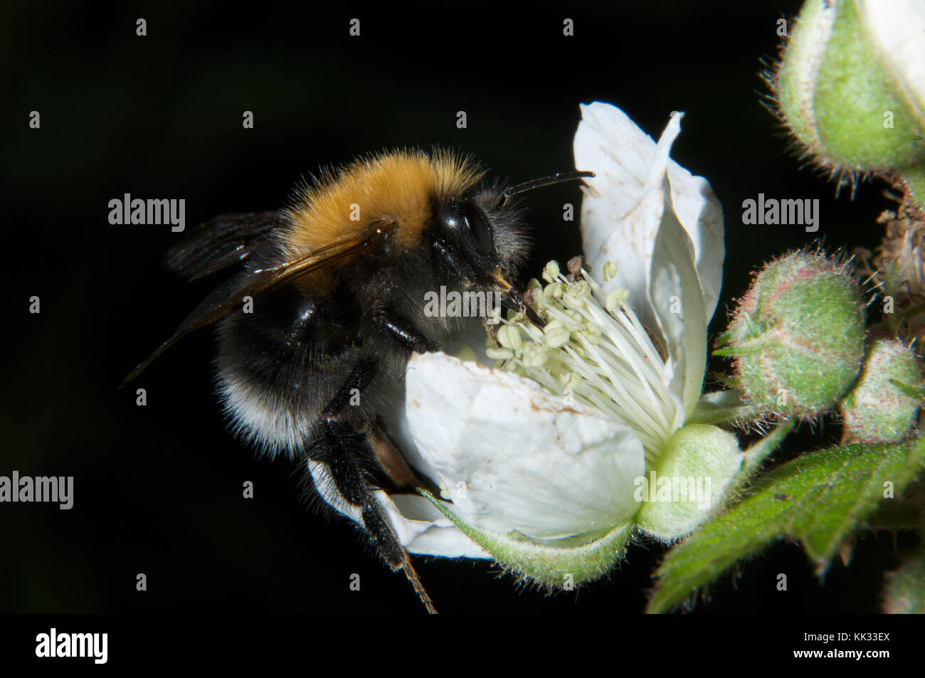 Bumble bee feeding on a bramble flower, Queens Wood, Highgate, London ...