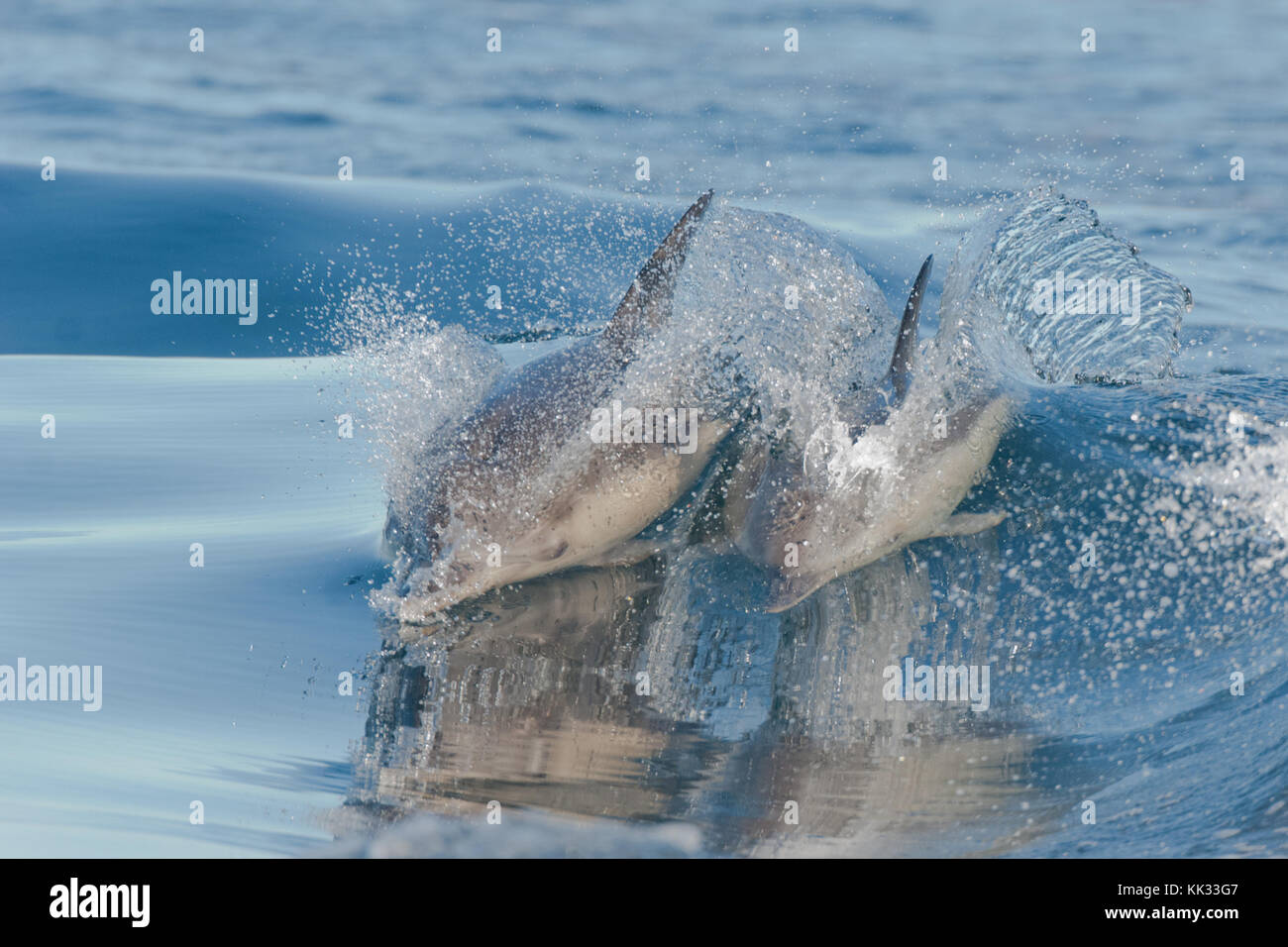 common dolphin - Delphinus delphis - mother and calf (baby Stock Photo ...