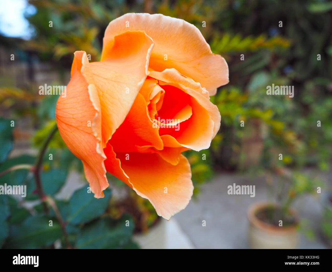 Sad flower hi-res stock photography and images - Alamy